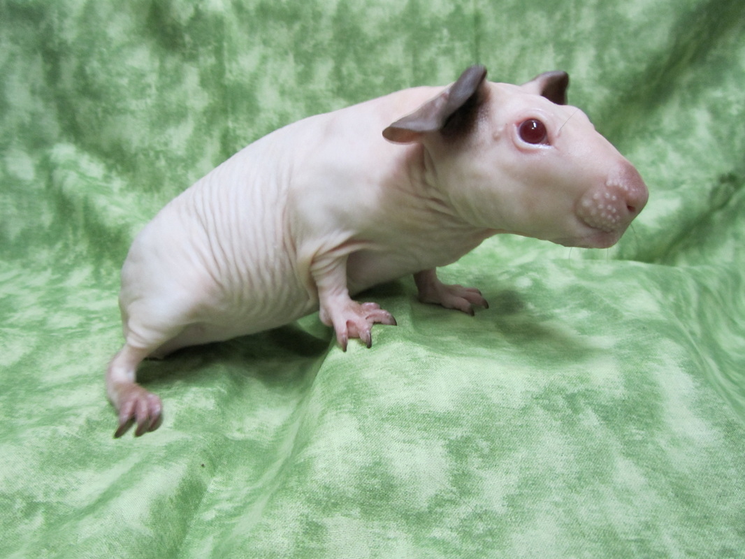 Tout sur le cobaye Baldwin – NAC Magazine