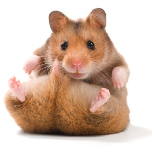 HAMSTER DORÉ/SYRIEN – NAC Magazine