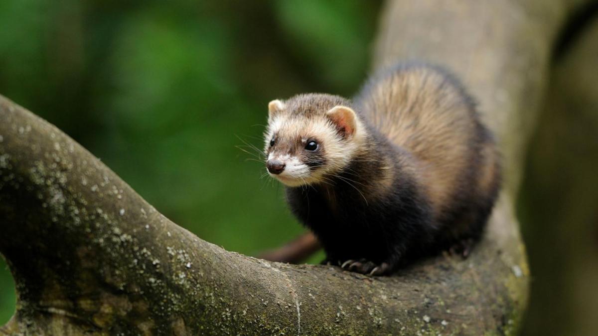 FURET – NAC Magazine