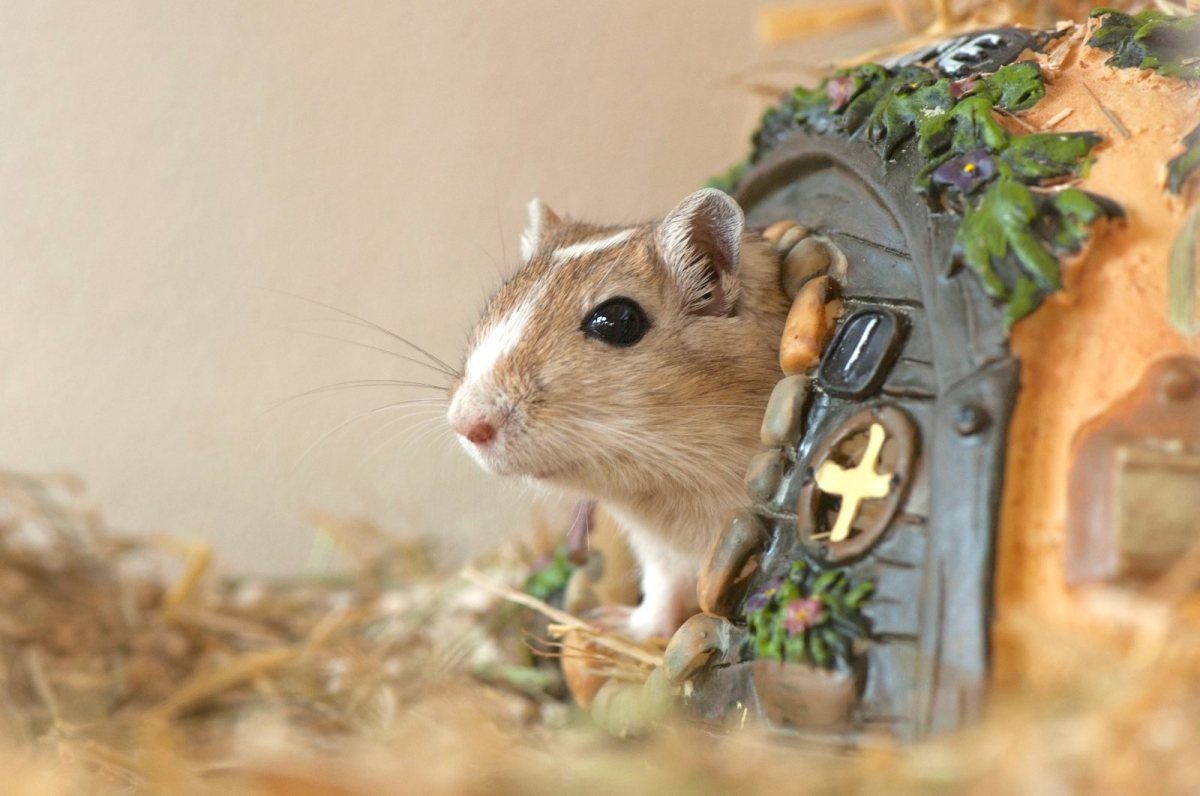 Quel habitat pour ma gerbille ? – NAC Magazine
