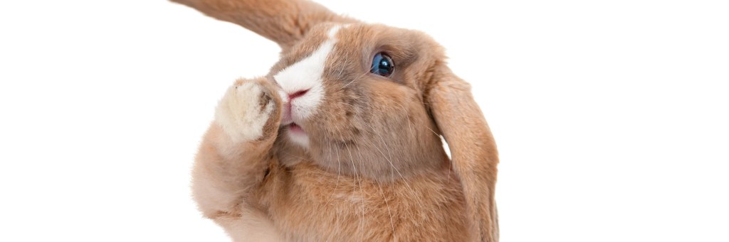 Non, le lapin n’est pas un rongeur ! – NAC Magazine