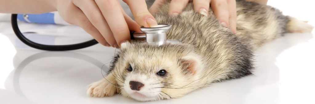 Le lymphome du furet – NAC Magazine