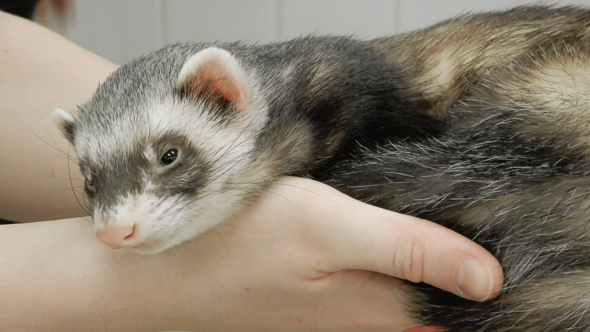 Vivre une grossesse sereine avec votre furet – NAC Magazine