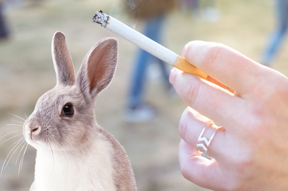 Tabagisme passif : les NAC aussi en souffrent ! – NAC Magazine