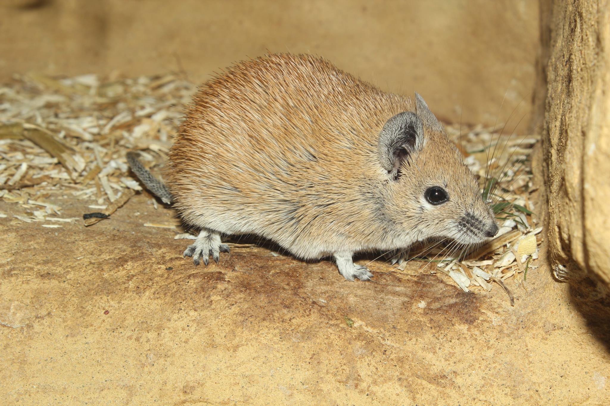 Les différentes espèces de souris épineuses – NAC Magazine