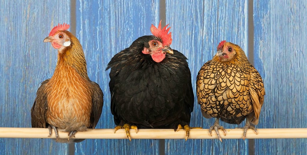 Quel perchoir pour mes poules ? – NAC Magazine