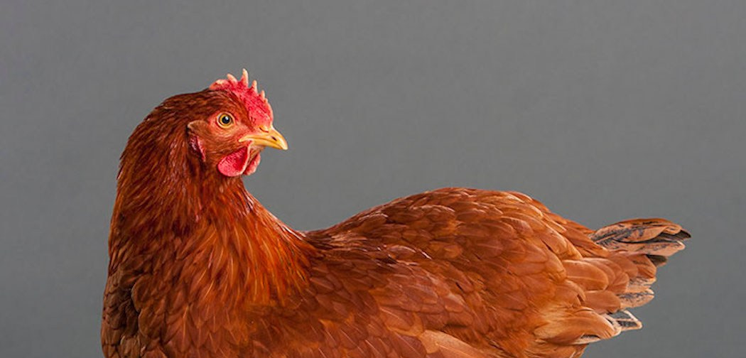 Poules : attention aux poux rouges ! – NAC Magazine