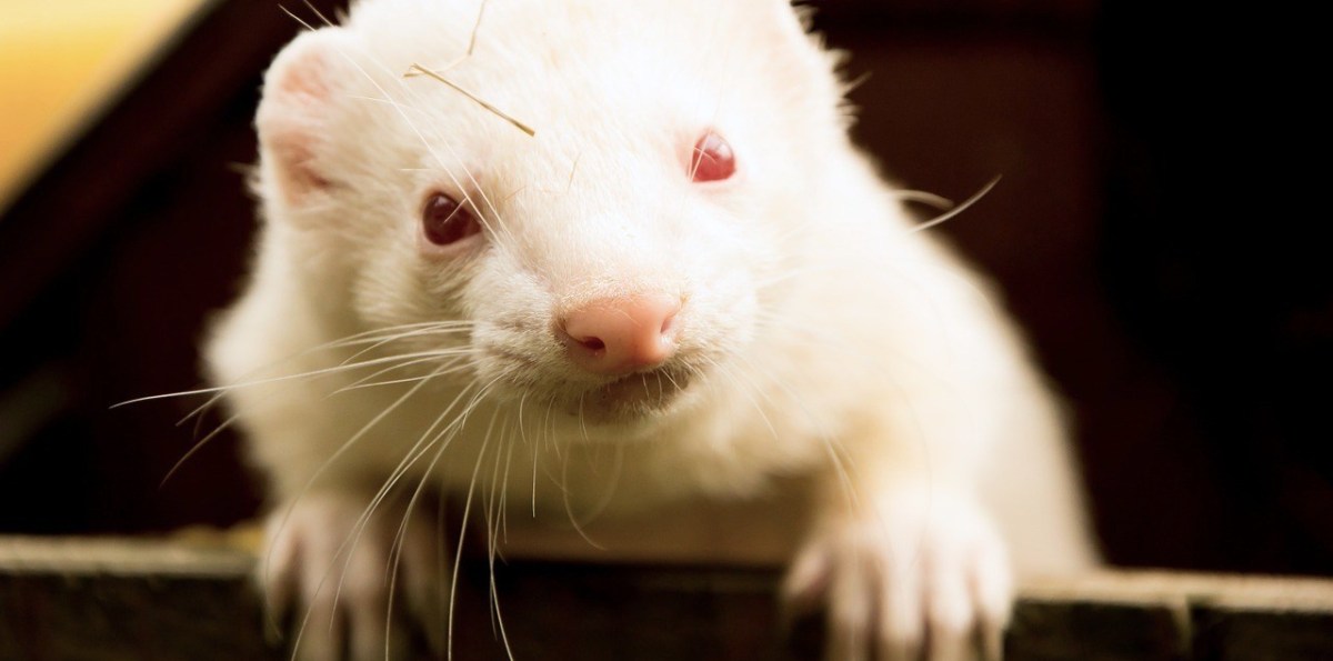 La reproduction du furet : enjeux et problématiques – NAC Magazine