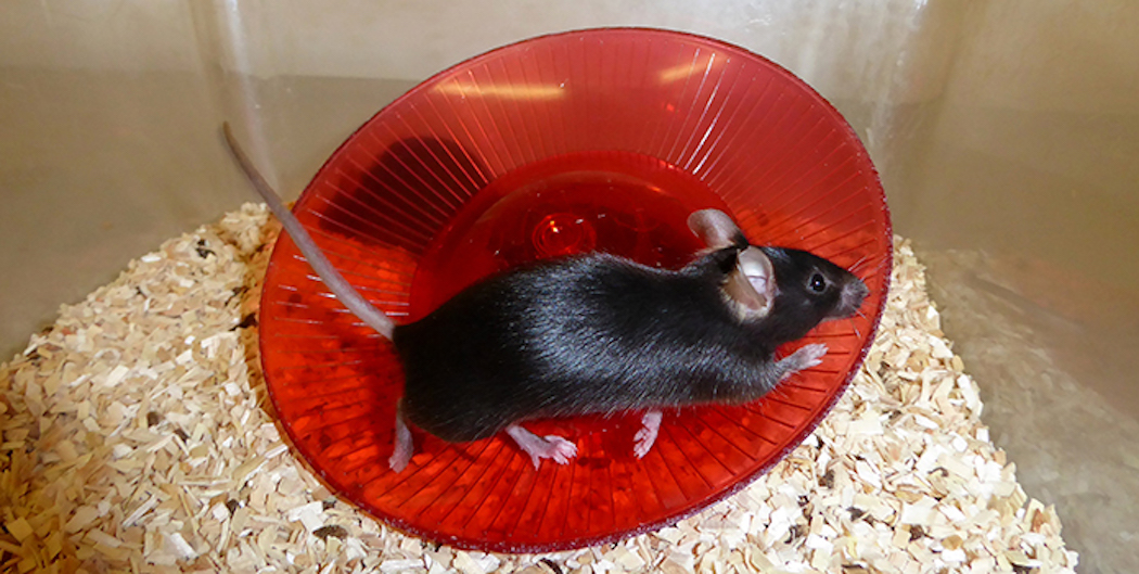 Les souris aiment-elles vraiment faire de la roue ? – NAC Magazine
