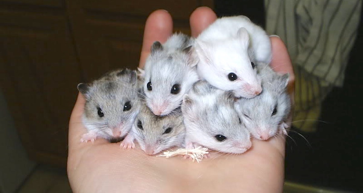 Les mutations de couleurs du hamster chinois – NAC Magazine