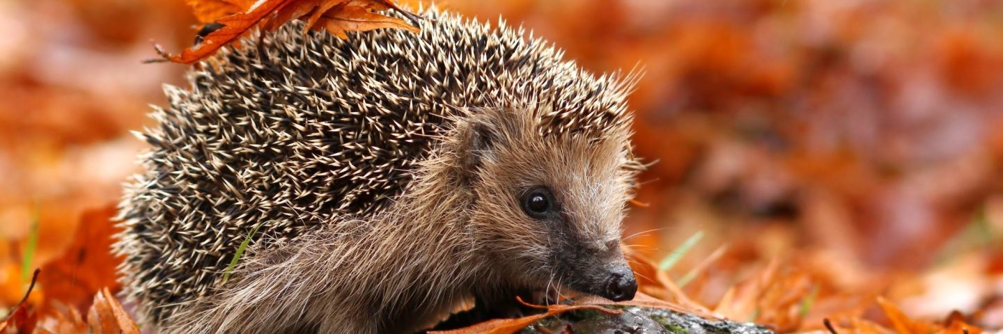 L’hibernation du hérisson sauvage – NAC Magazine