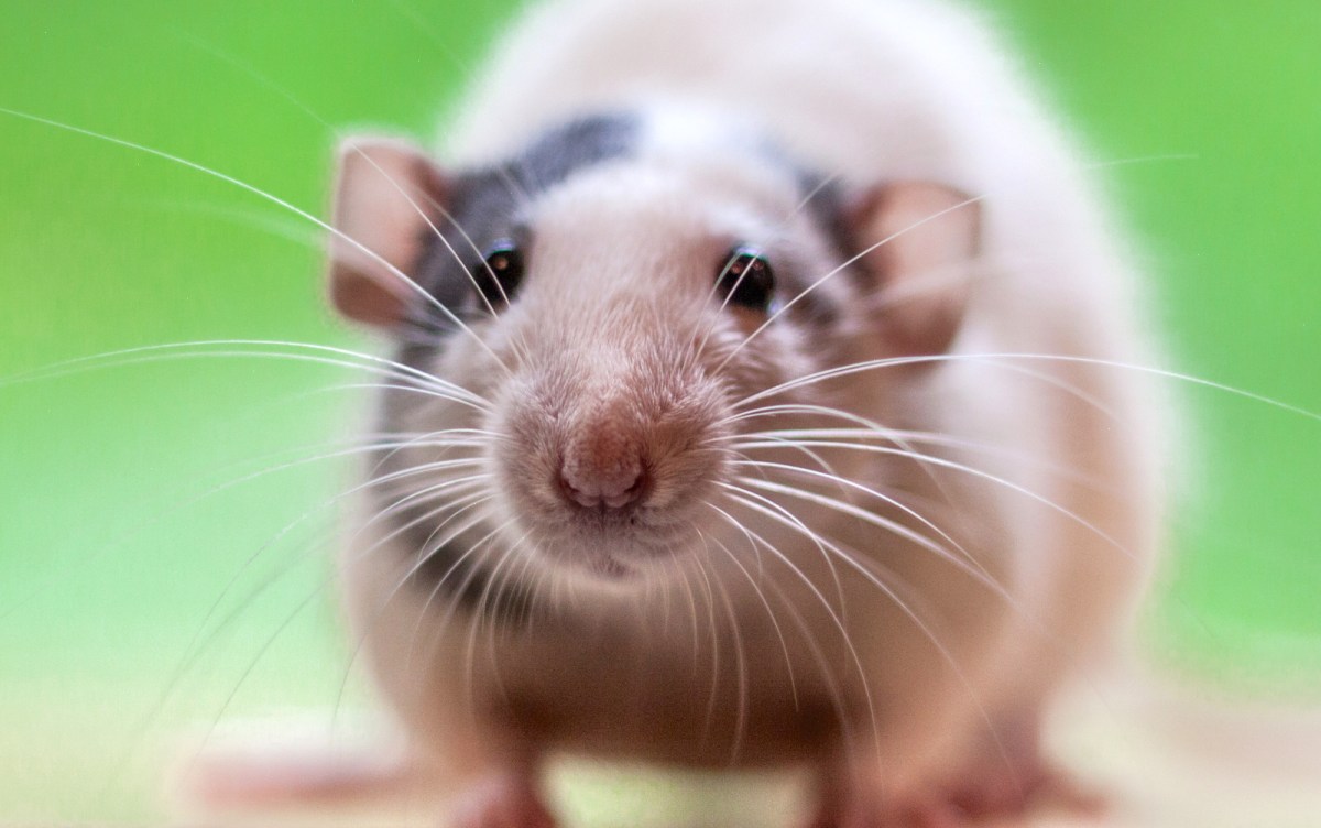 Rat : idées reçues et légendes urbaines – NAC Magazine