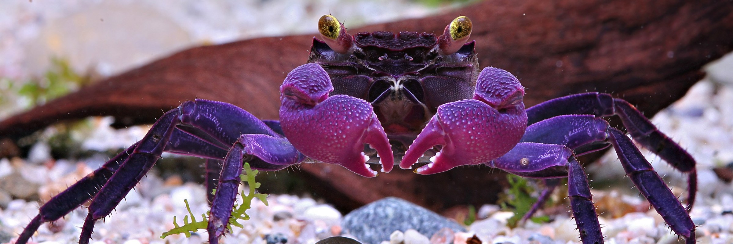 Geosesarma dennerle, le crabe vampire – NAC Magazine