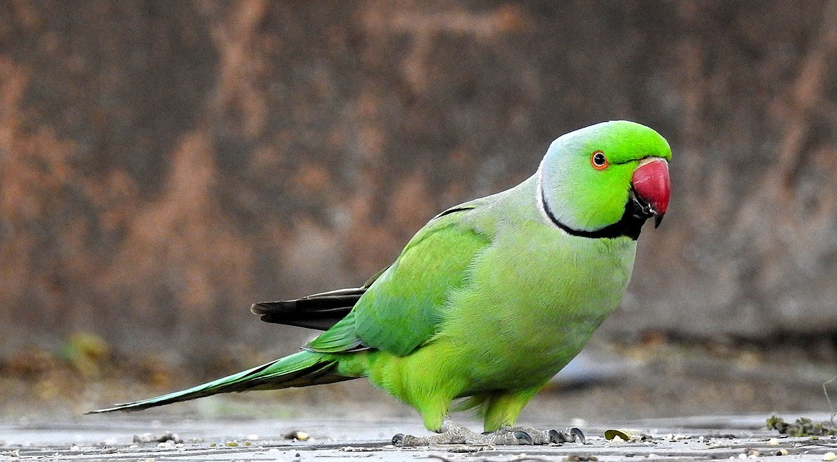 Les perruches à collier envahissent l’Île-de-France ! – NAC Magazine