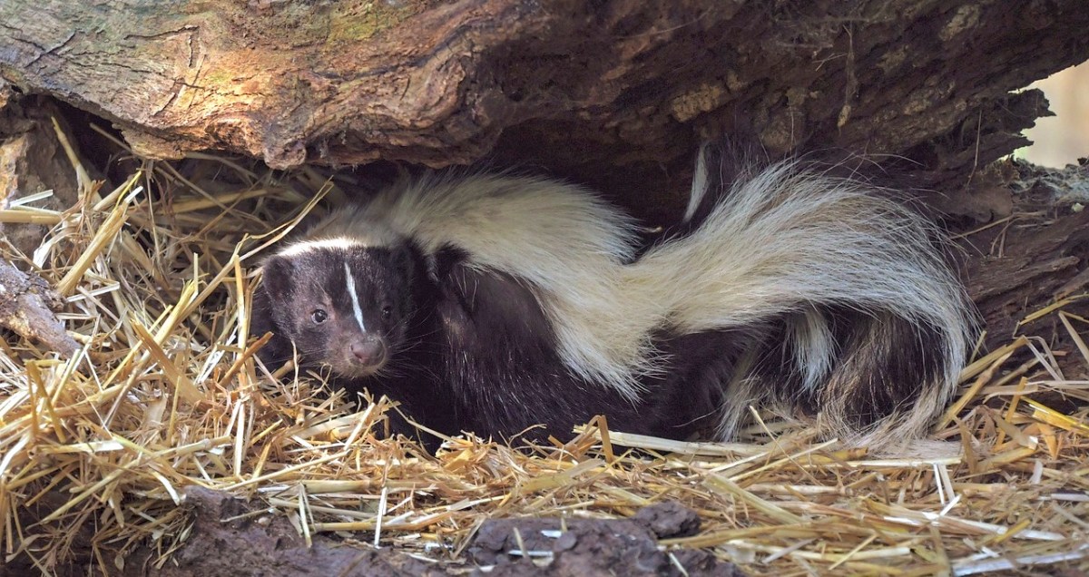 Quel habitat pour ma moufette ? – NAC Magazine